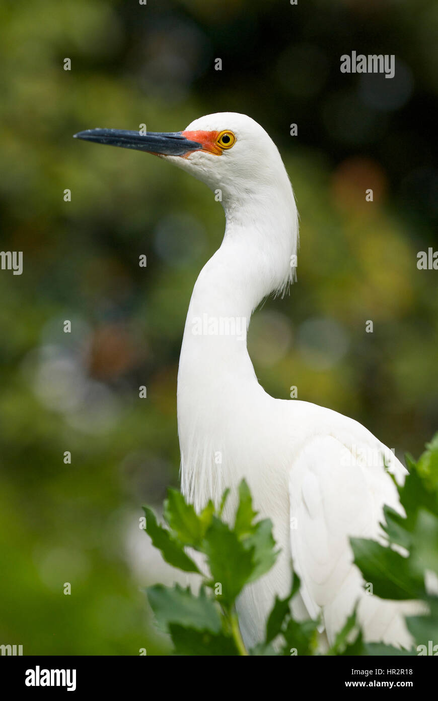 Snowy Egret, Egretta thula, with breeding colors and green trees in ...
