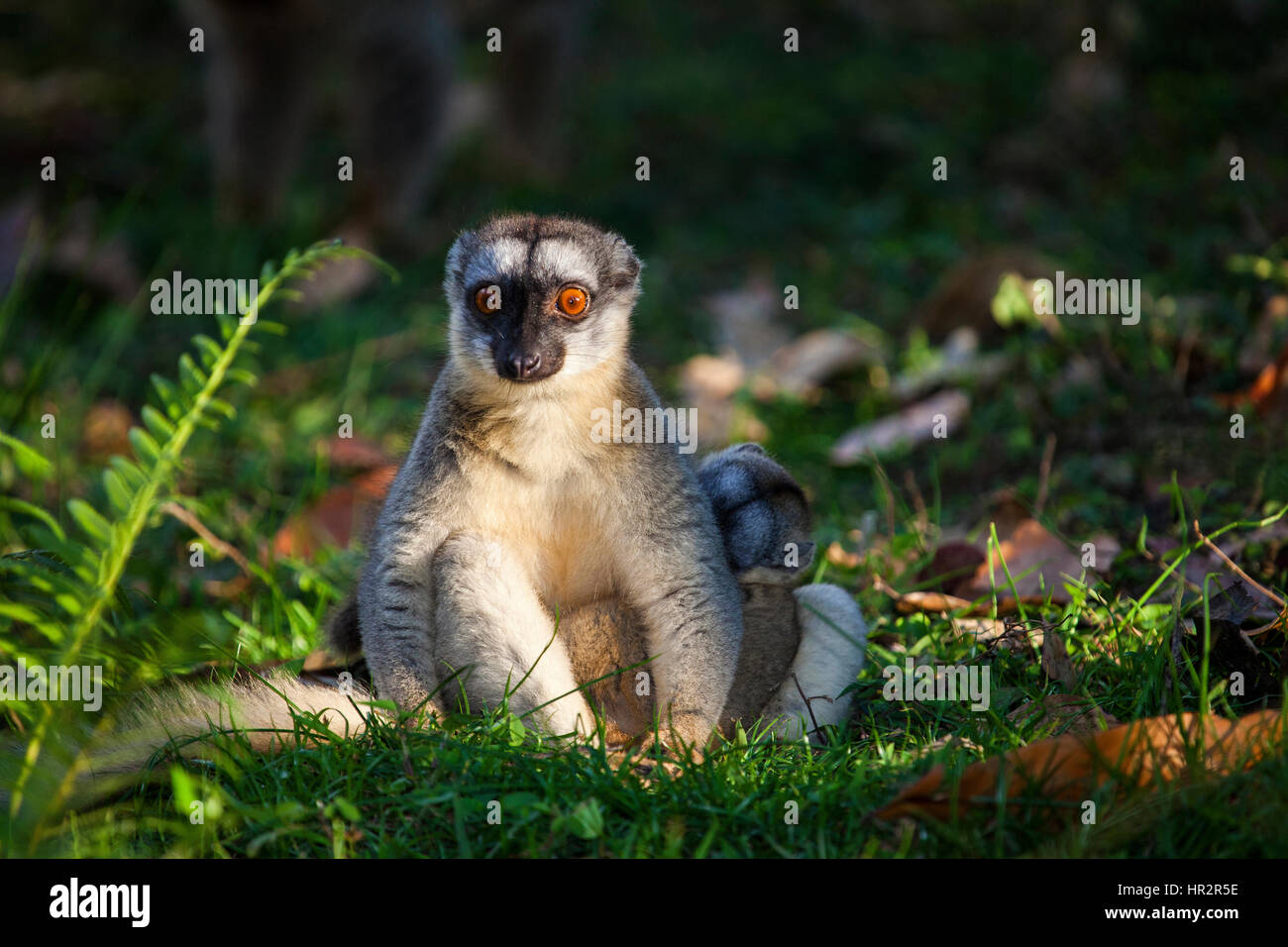 Red Lemur, Rufous Brown Lemur, Eulemur rufus, Lemurs Island, Vakona ...