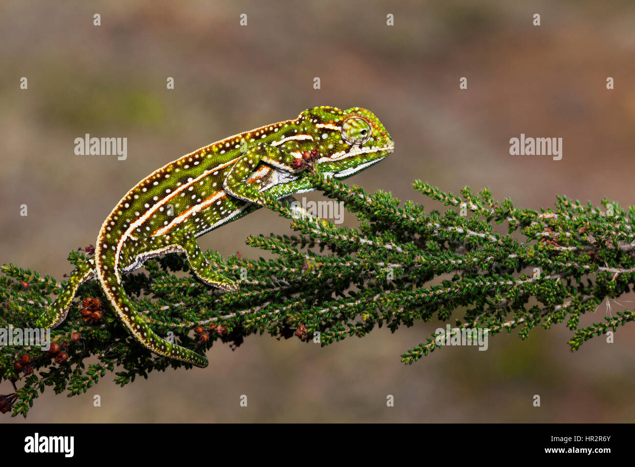 Furcifer campani hi-res stock photography and images - Alamy