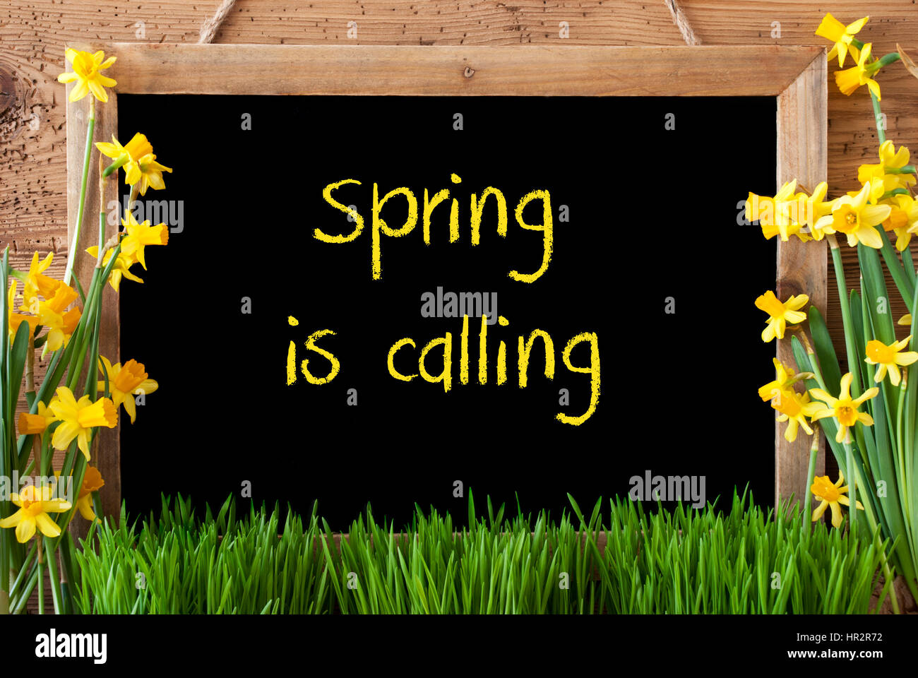 Blackboard With English Text Spring Is Calling. Spring Flowers Nacissus ...