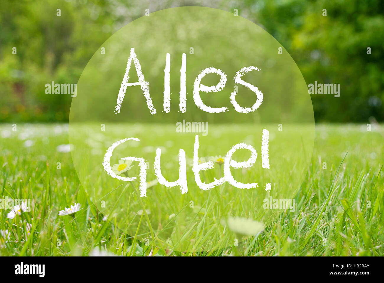 German Text Alles Gute Means Best Wishes. Spring Or Summer Gras Meadow ...