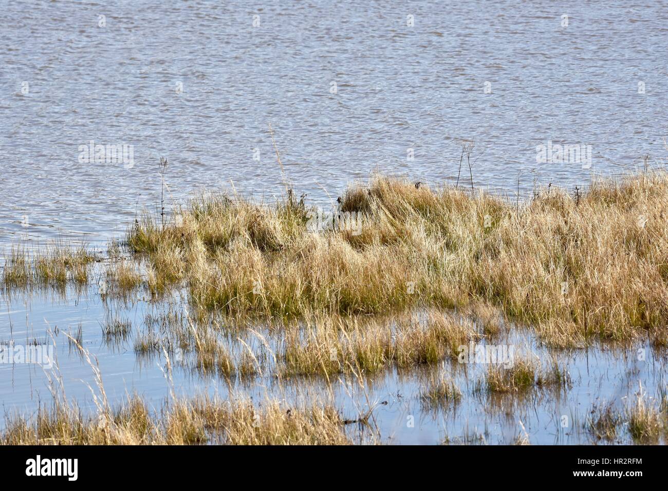 Shallow Water Wetlands