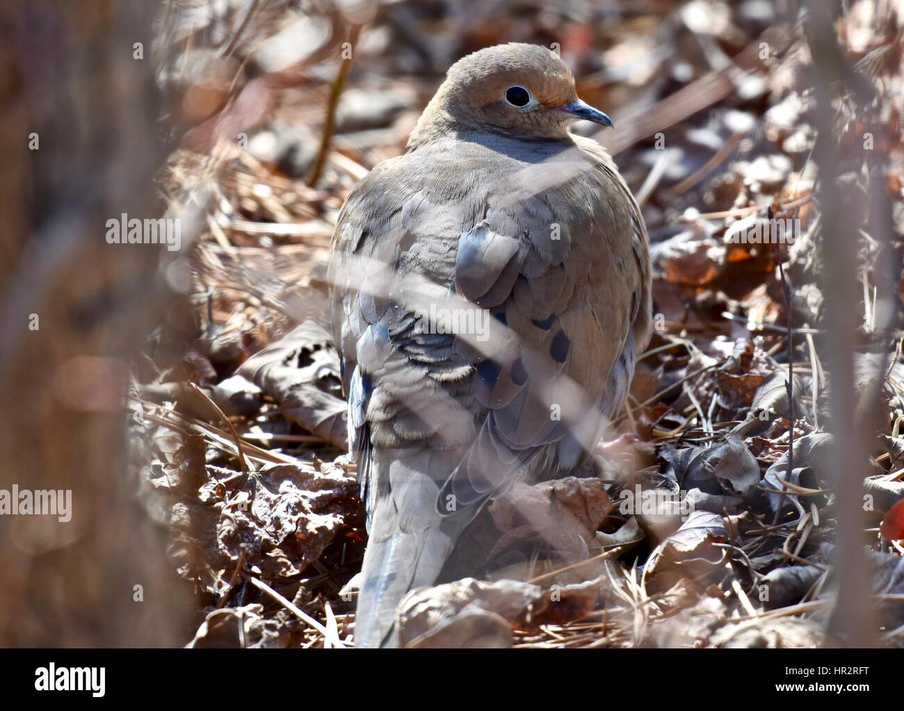 Mourning dove (Zenaida macroura Stock Photo - Alamy