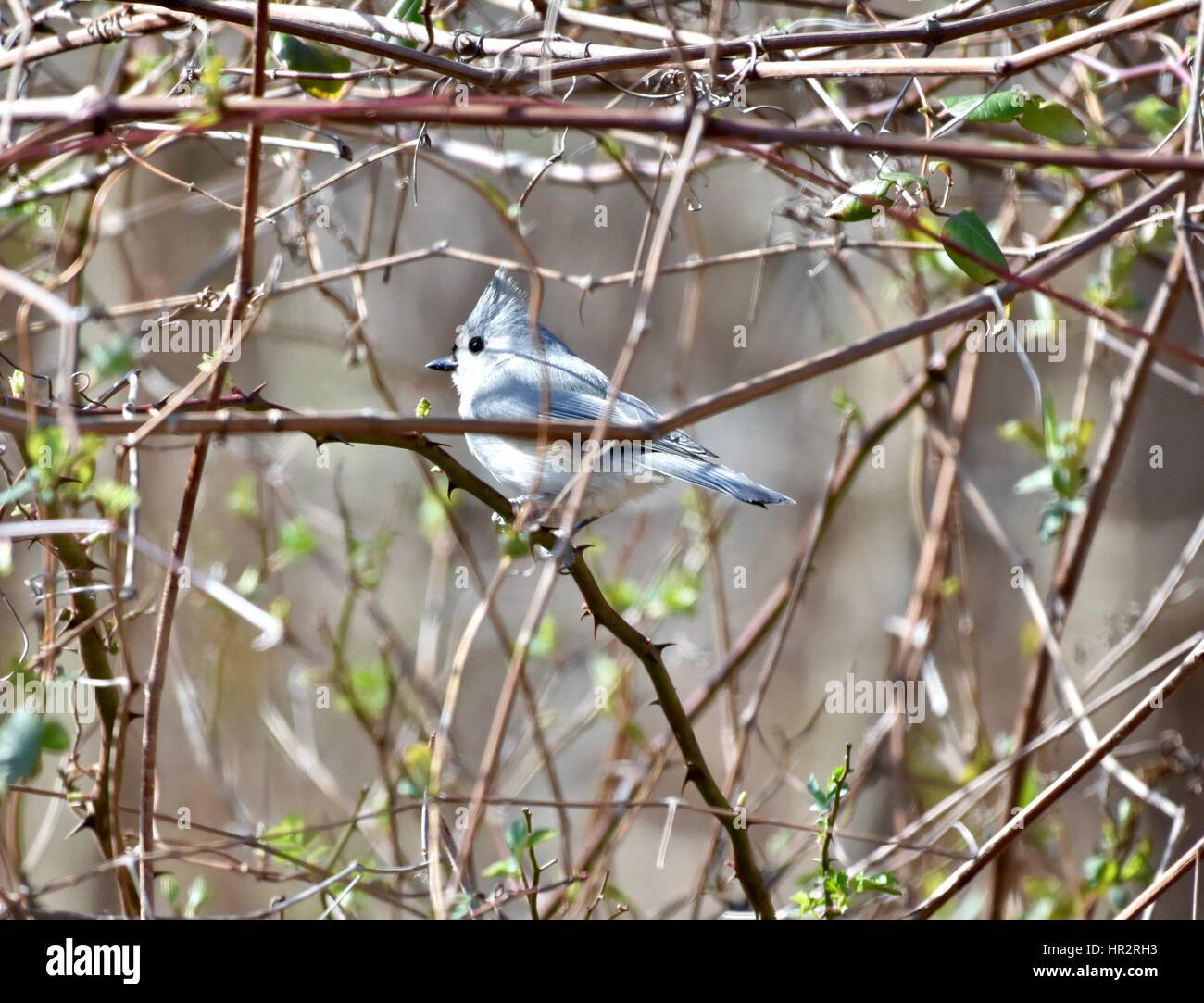 Tufted titmouse habitat hi-res stock photography and images - Alamy