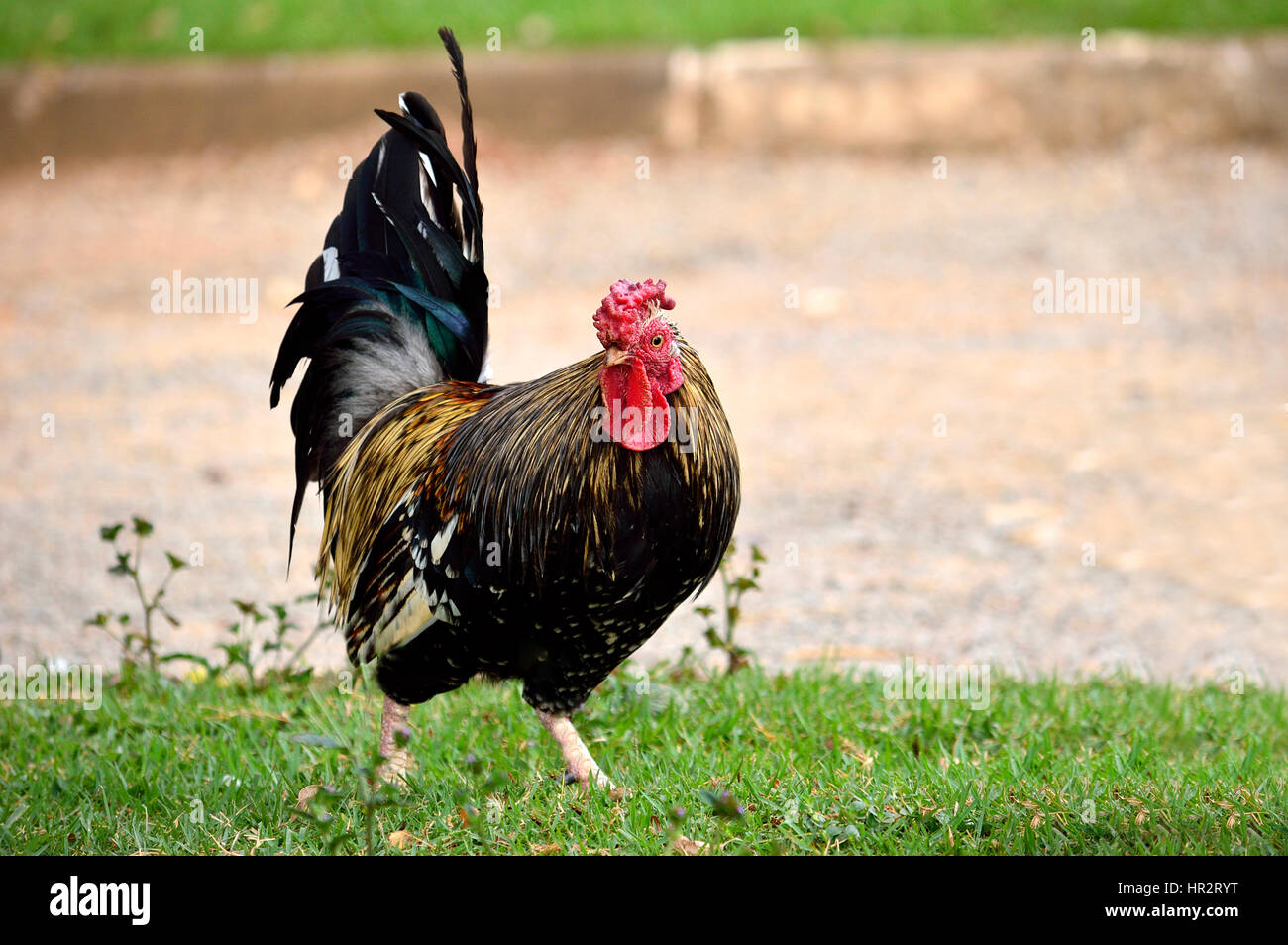 Chicken pecking in the park Stock Photo - Alamy