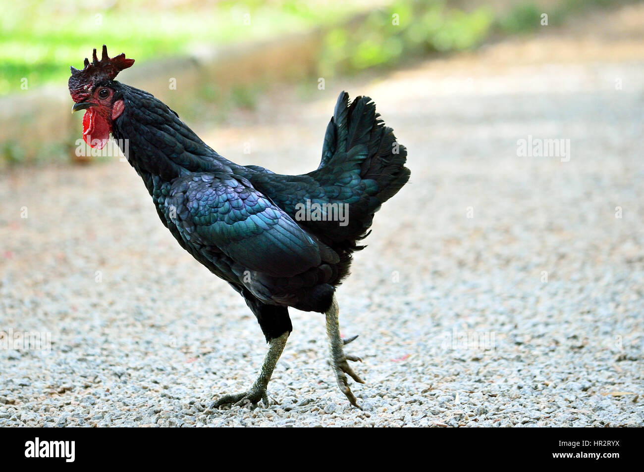 Black Chicken walking freely in the nature Stock Photo - Alamy