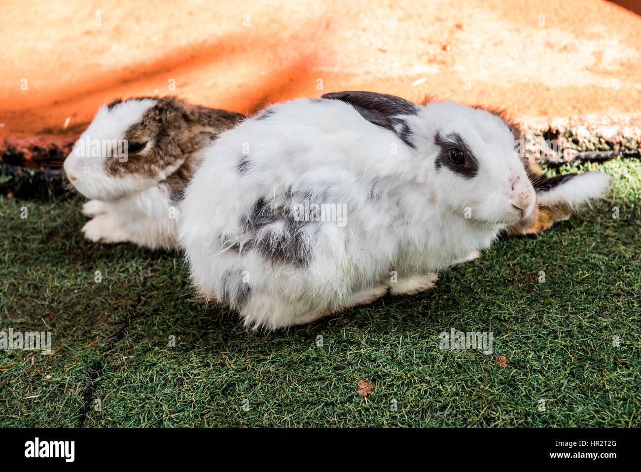 Rabbit, lovely animal and pet in the garden Stock Photo - Alamy