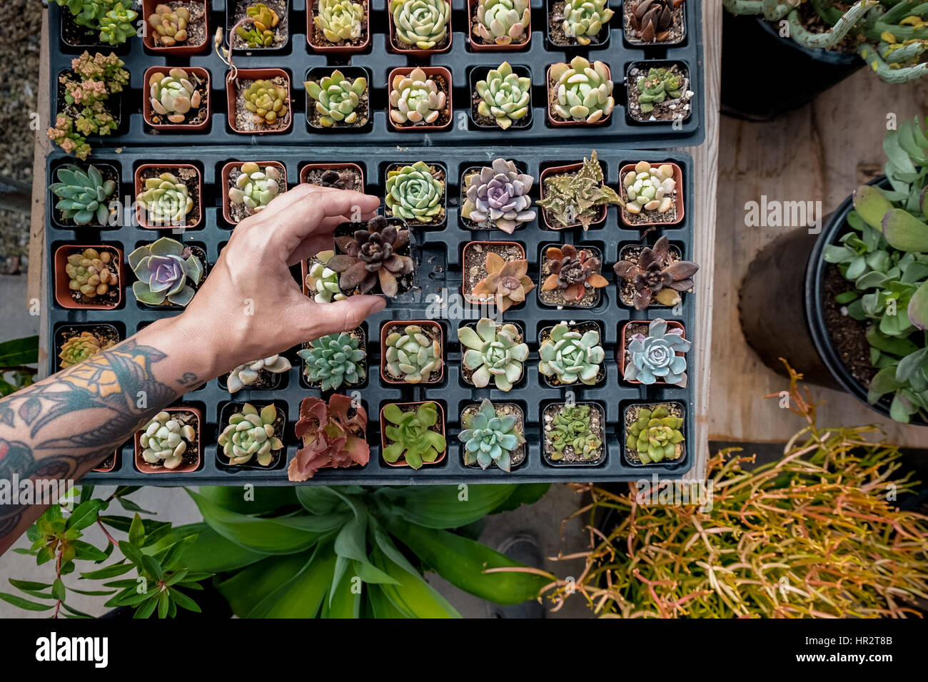 Hand reaching out from ground hi-res stock photography and images - Alamy