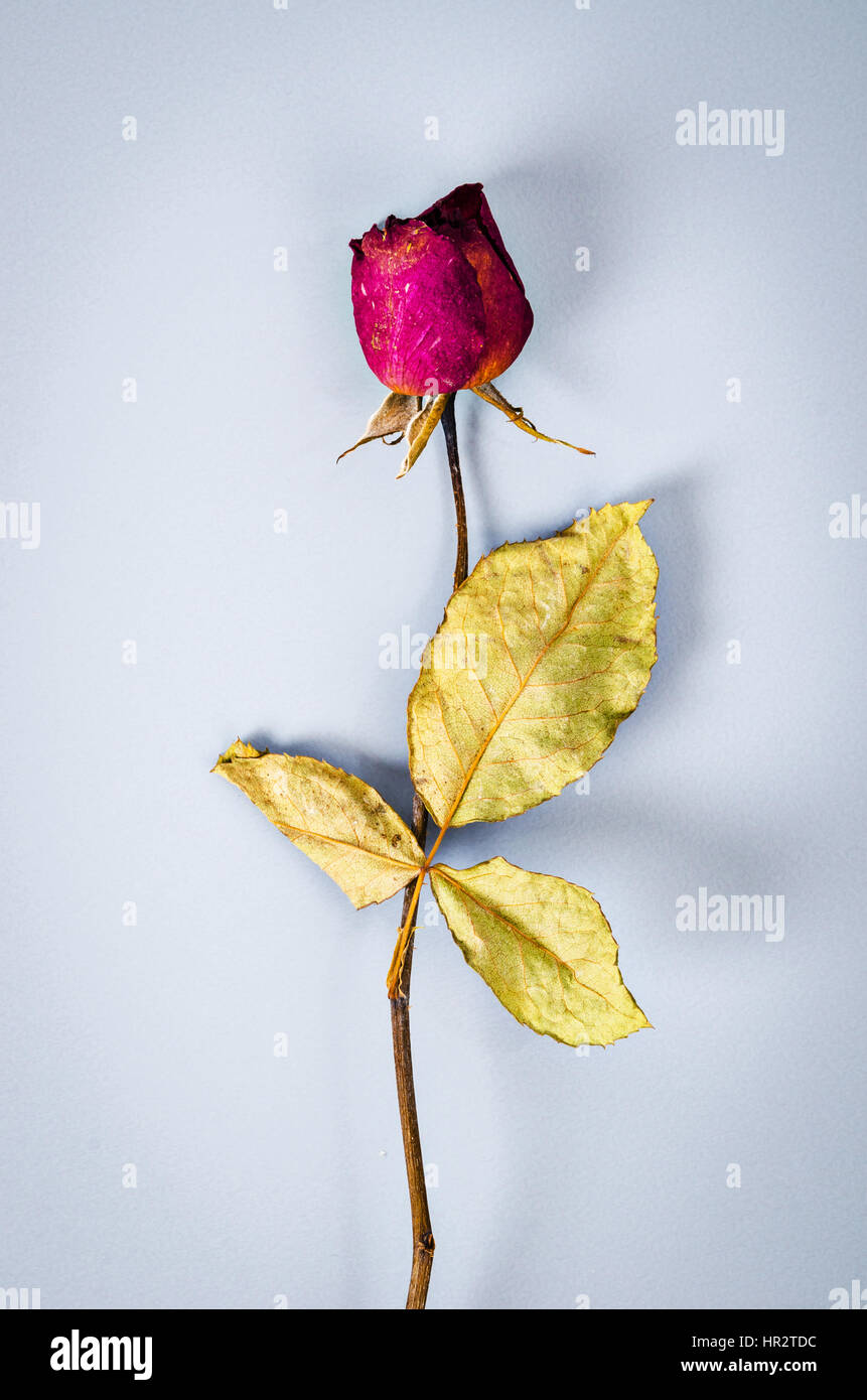 Single dry red rose, dead rose on gray background. Flat lay top view ...