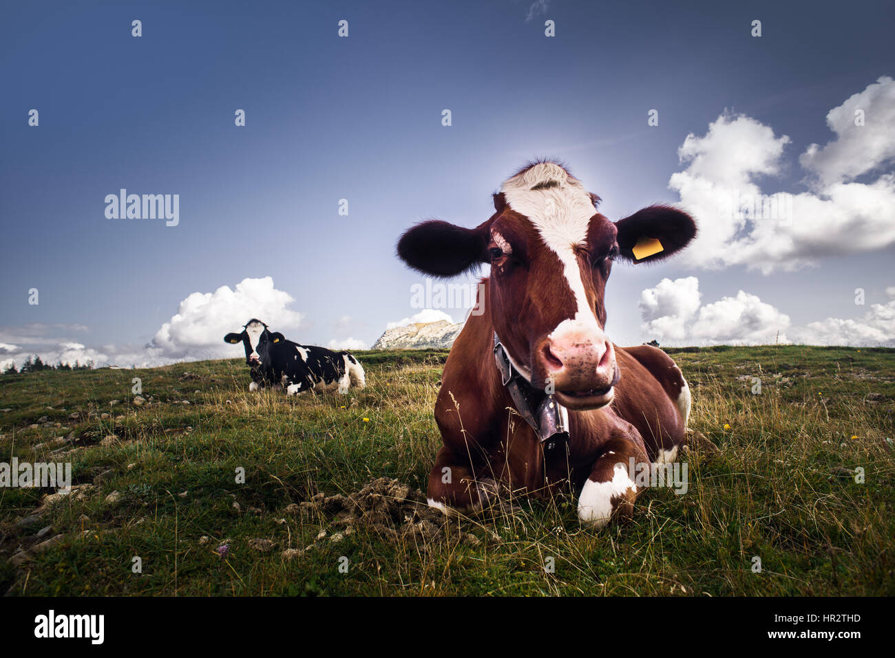 Nice cow hi-res stock photography and images - Alamy