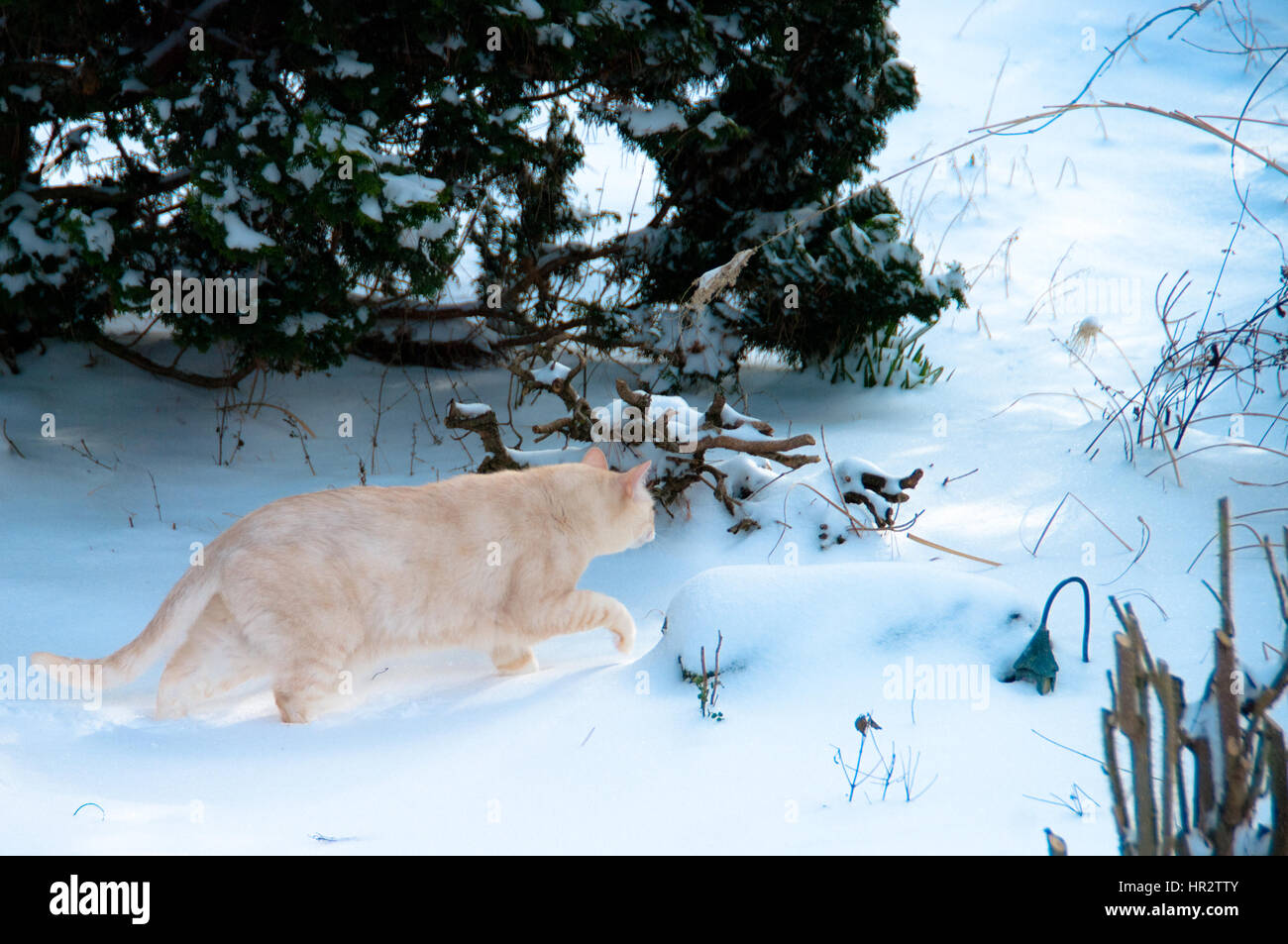 The ice house kitty hi-res stock photography and images - Alamy