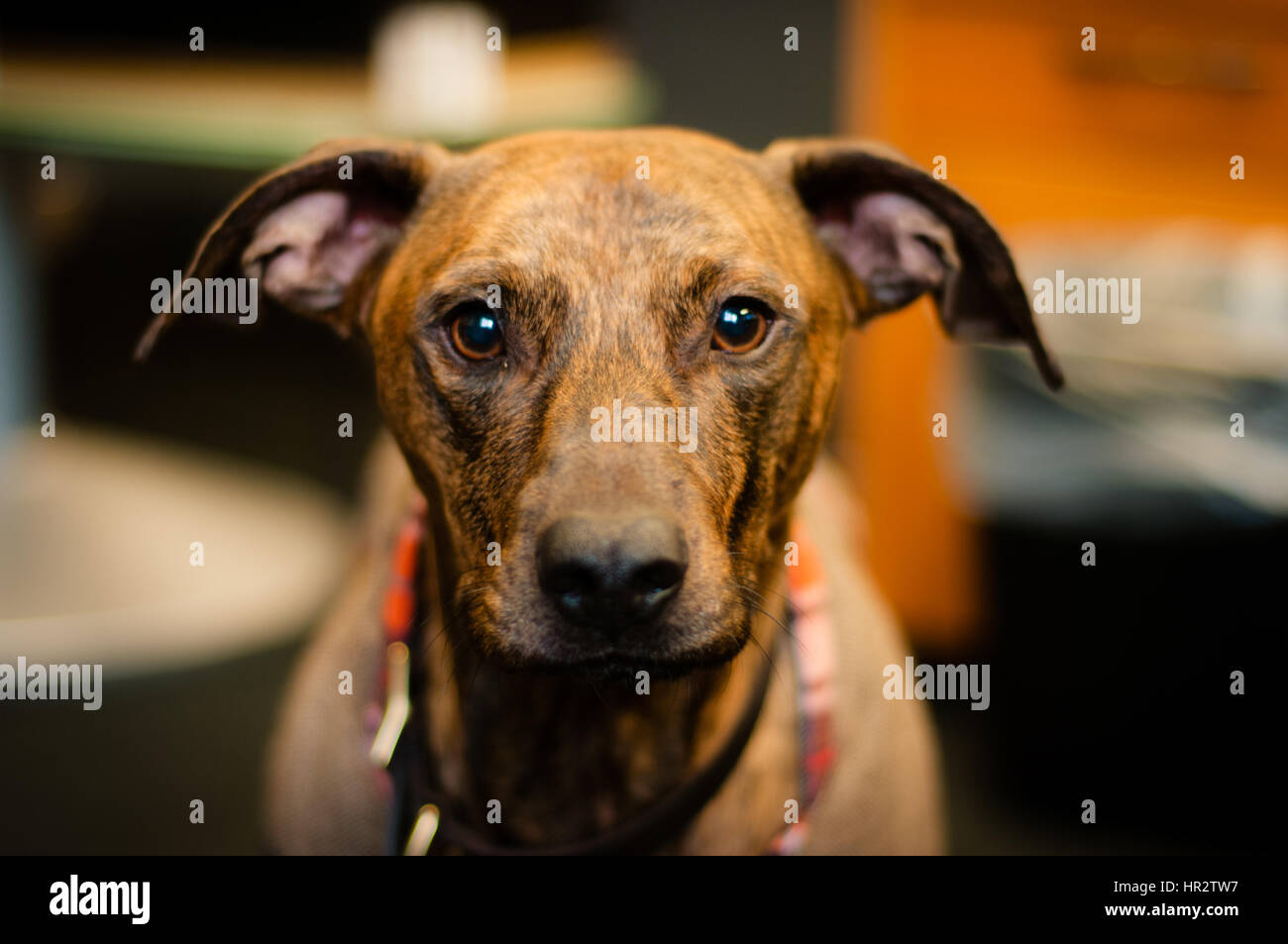Earnest dog staring into camera, close-up Stock Photo - Alamy
