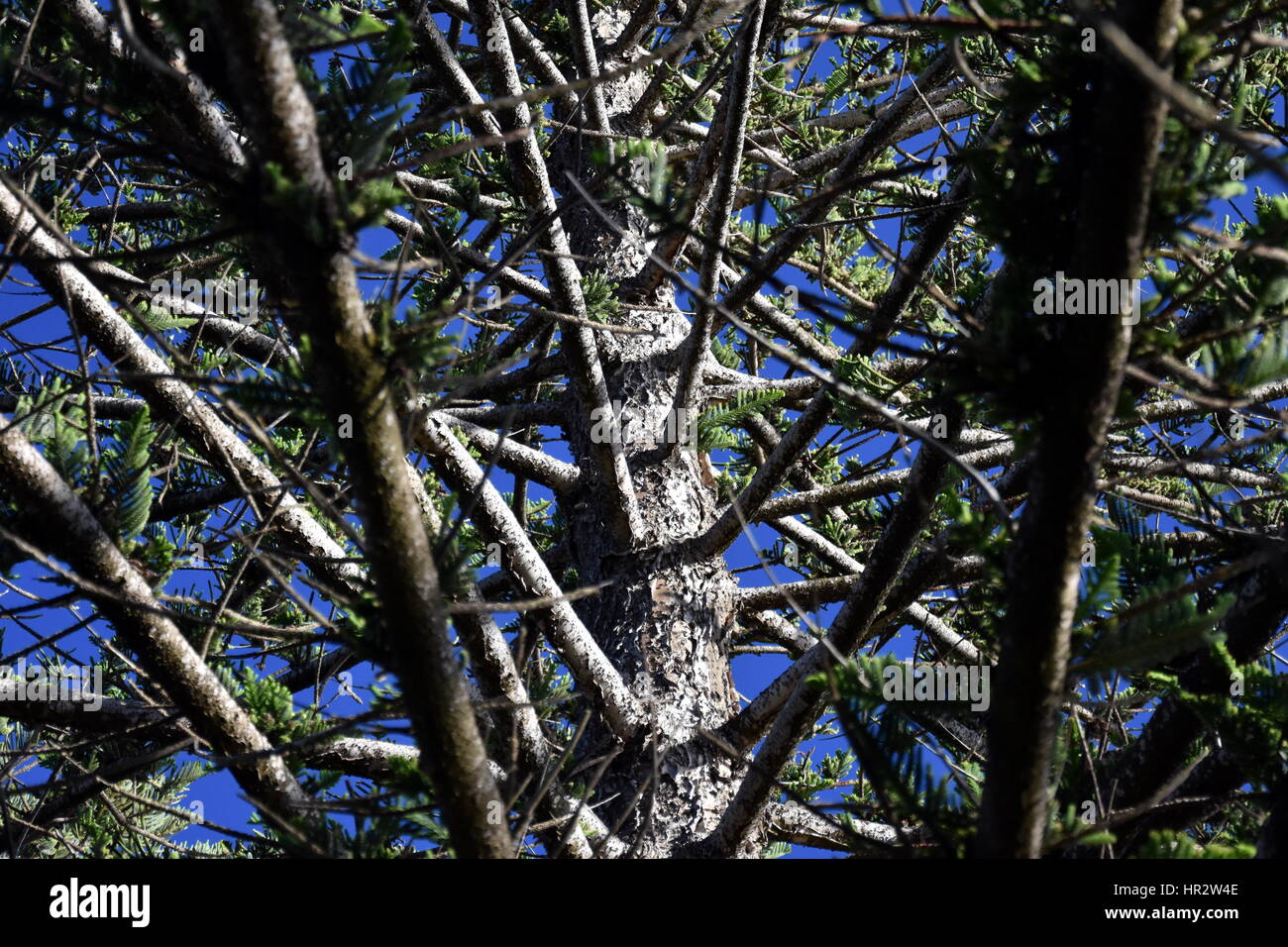 Unusual view of big pine tree from bottom to top Stock Photo - Alamy