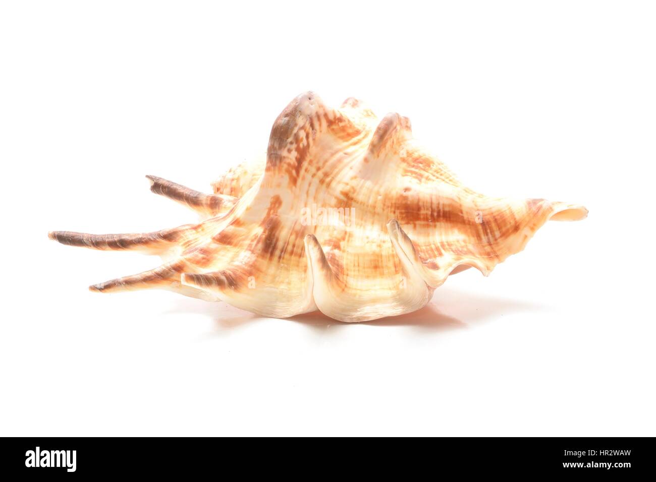 Seashells collection isolated on a white background Stock Photo - Alamy