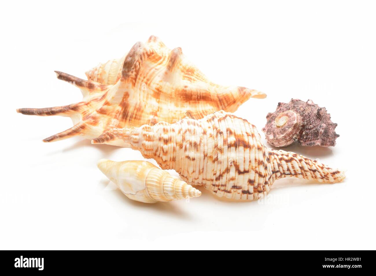 Seashells collection isolated on a white background Stock Photo - Alamy