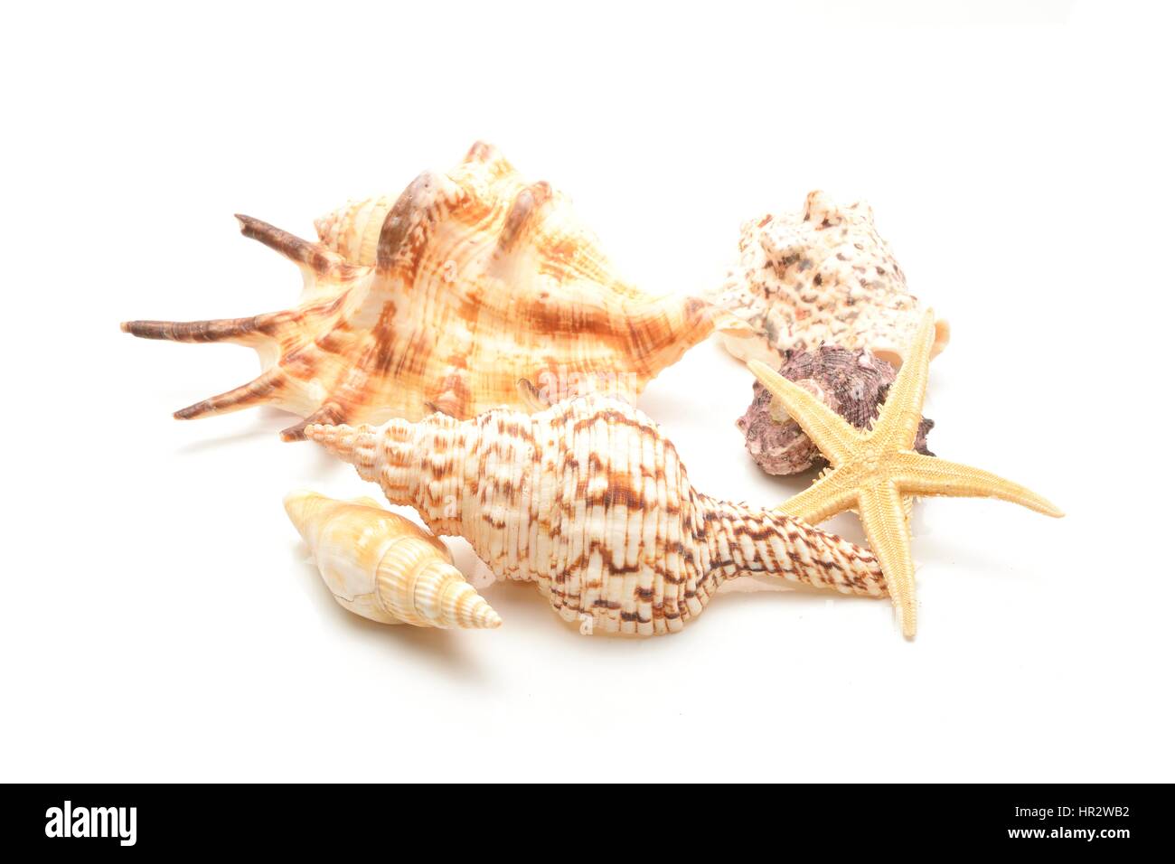 Seashells collection isolated on a white background Stock Photo - Alamy