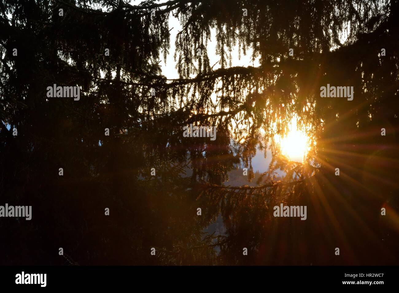 Bright sun in the forest Stock Photo - Alamy