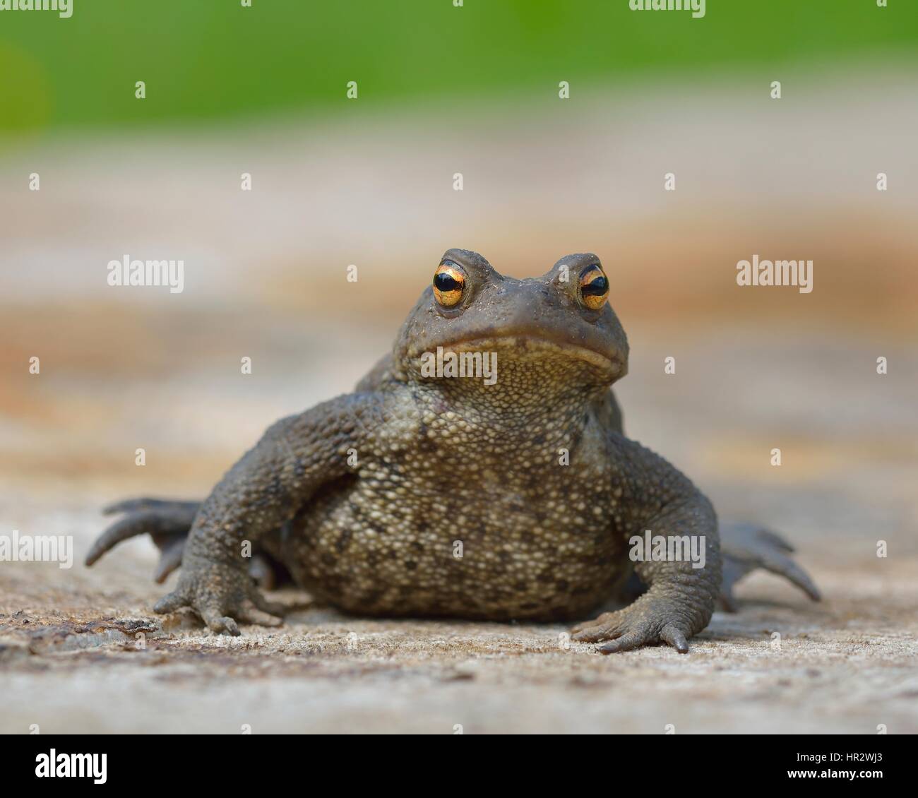 Common semi arboreal species hi-res stock photography and images - Alamy