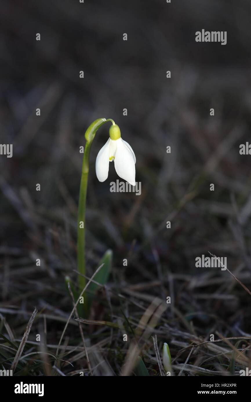 Snowdrop hi-res stock photography and images - Alamy