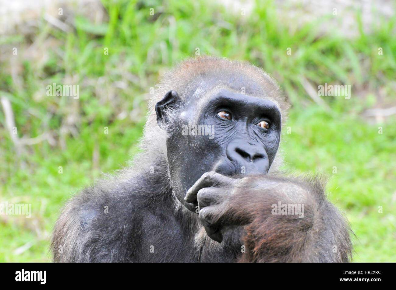 Gorilla crown hi-res stock photography and images - Alamy
