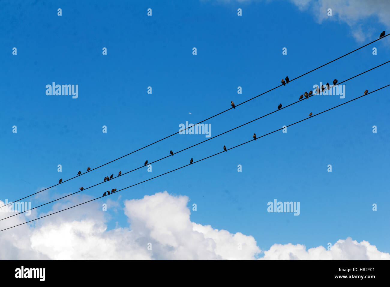 Birds sitting on wires against a blue sky with clouds Stock Photo - Alamy