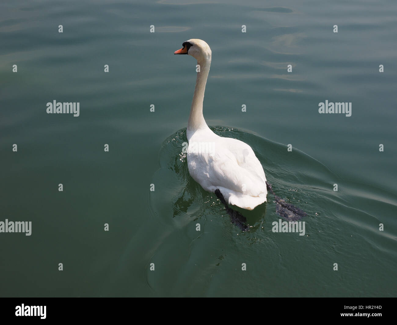 White Swan aka Cygnus bird animal swimming in a lake Stock Photo - Alamy