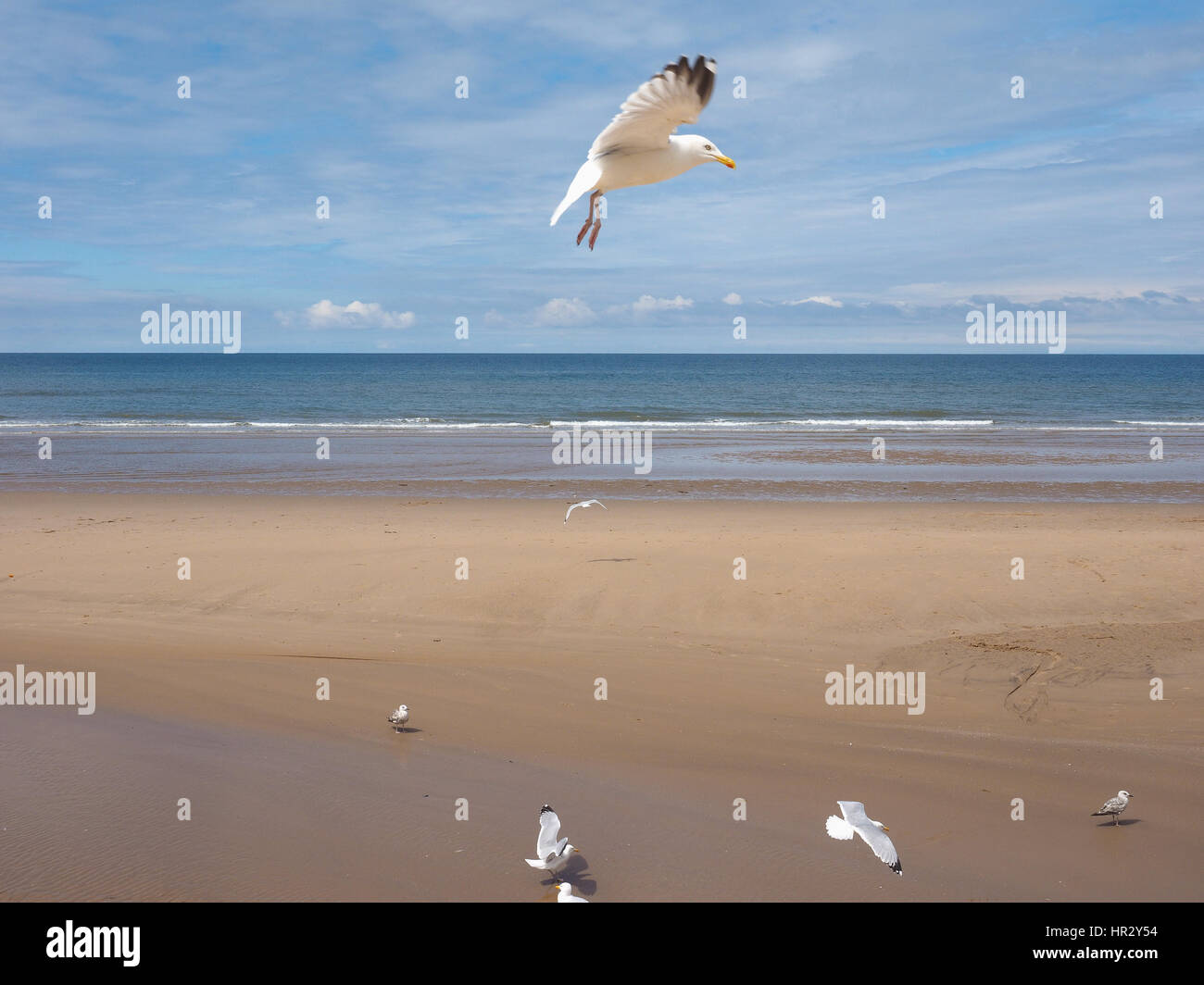 Gull seabird aka Seagull or Mew bird animal Stock Photo - Alamy
