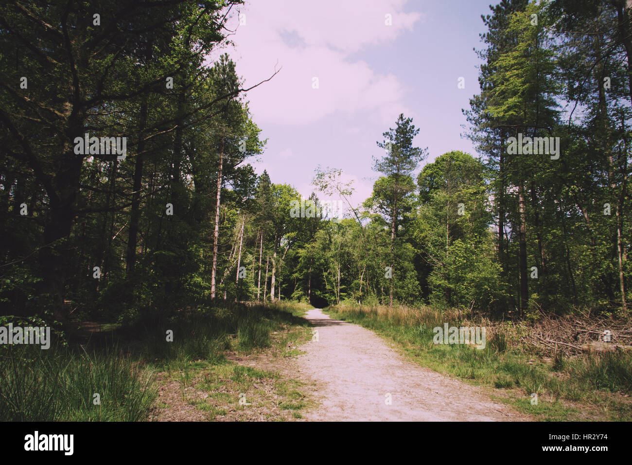 Countryside walk with path winding through trees Vintage Retro Filter ...