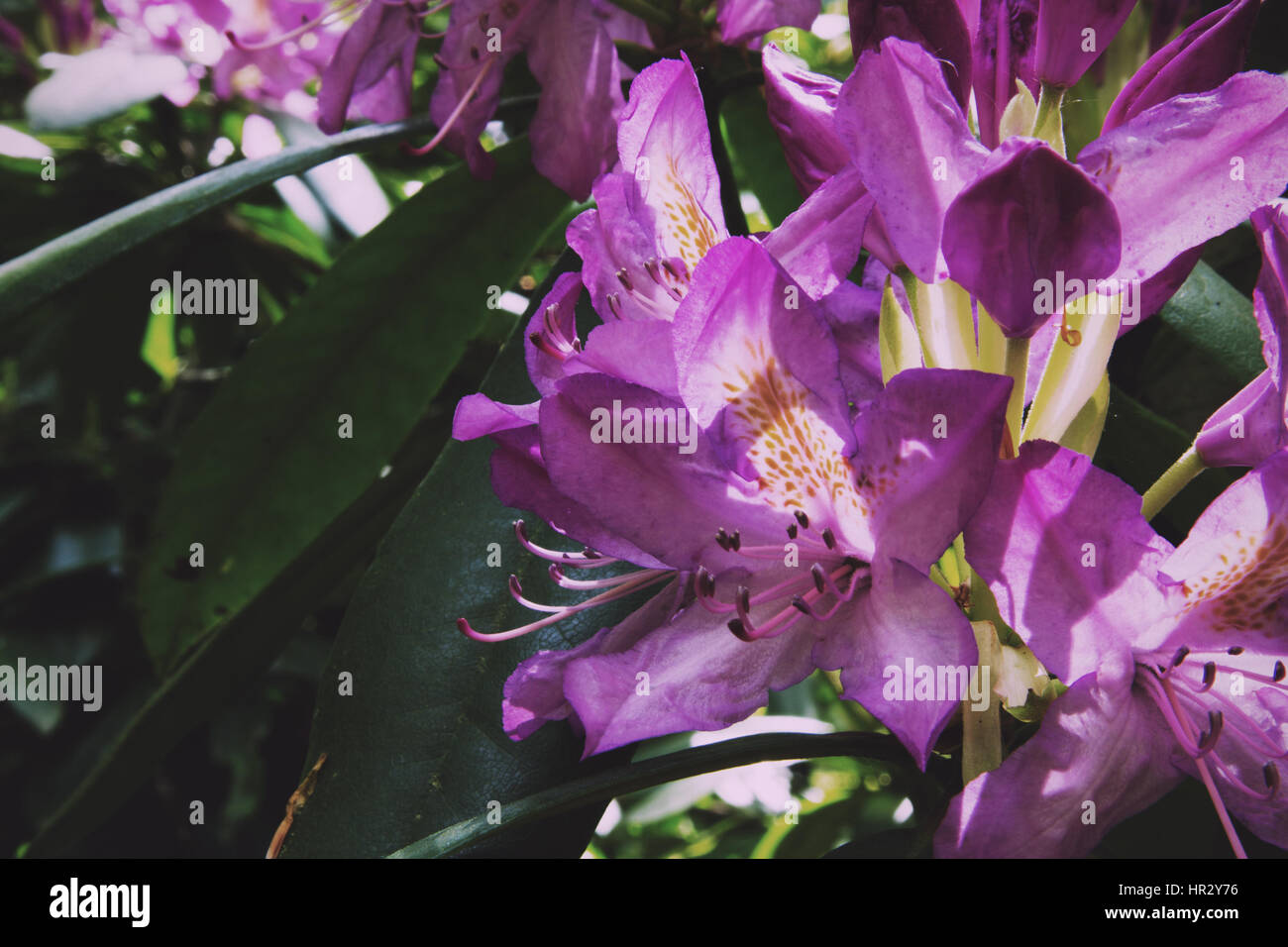 Pink Rhododendrons growing in an English wood Vintage Retro Filter ...