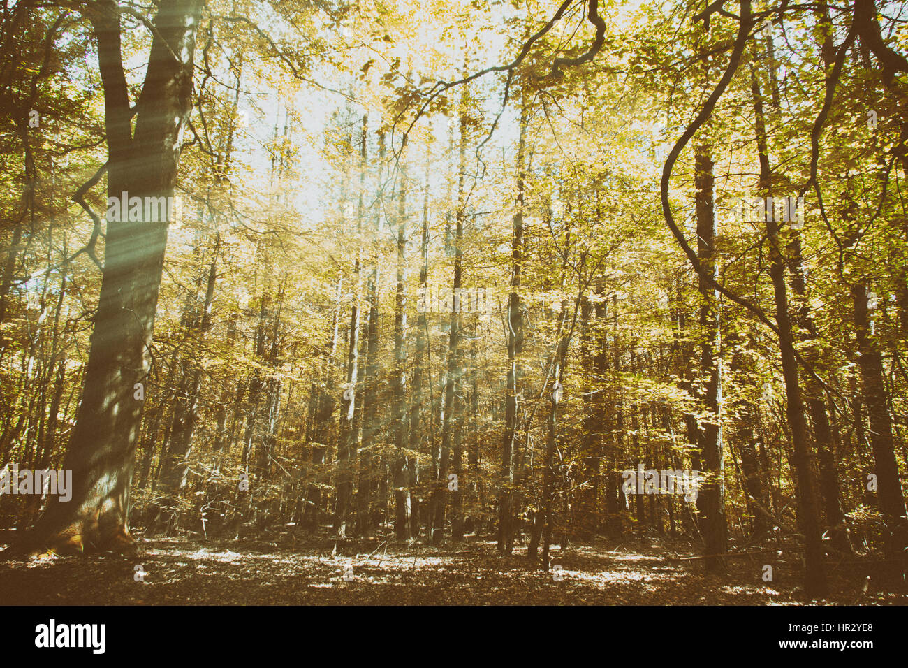 Looking through the trees in an English wood Stock Photo - Alamy