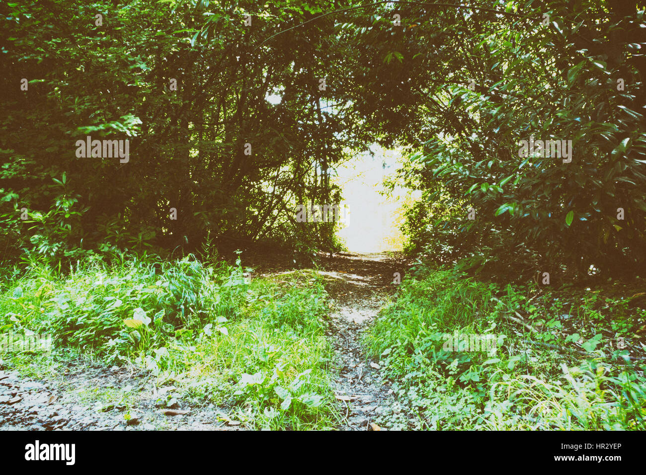 Path surrounded by green trees on both sides Stock Photo - Alamy