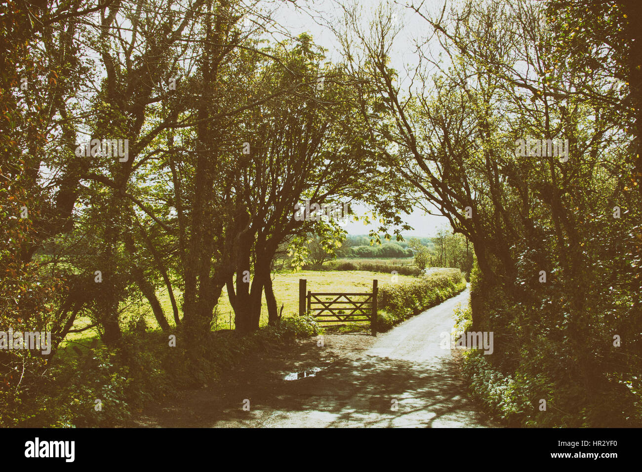 Countryside walk with path winding through trees Stock Photo - Alamy