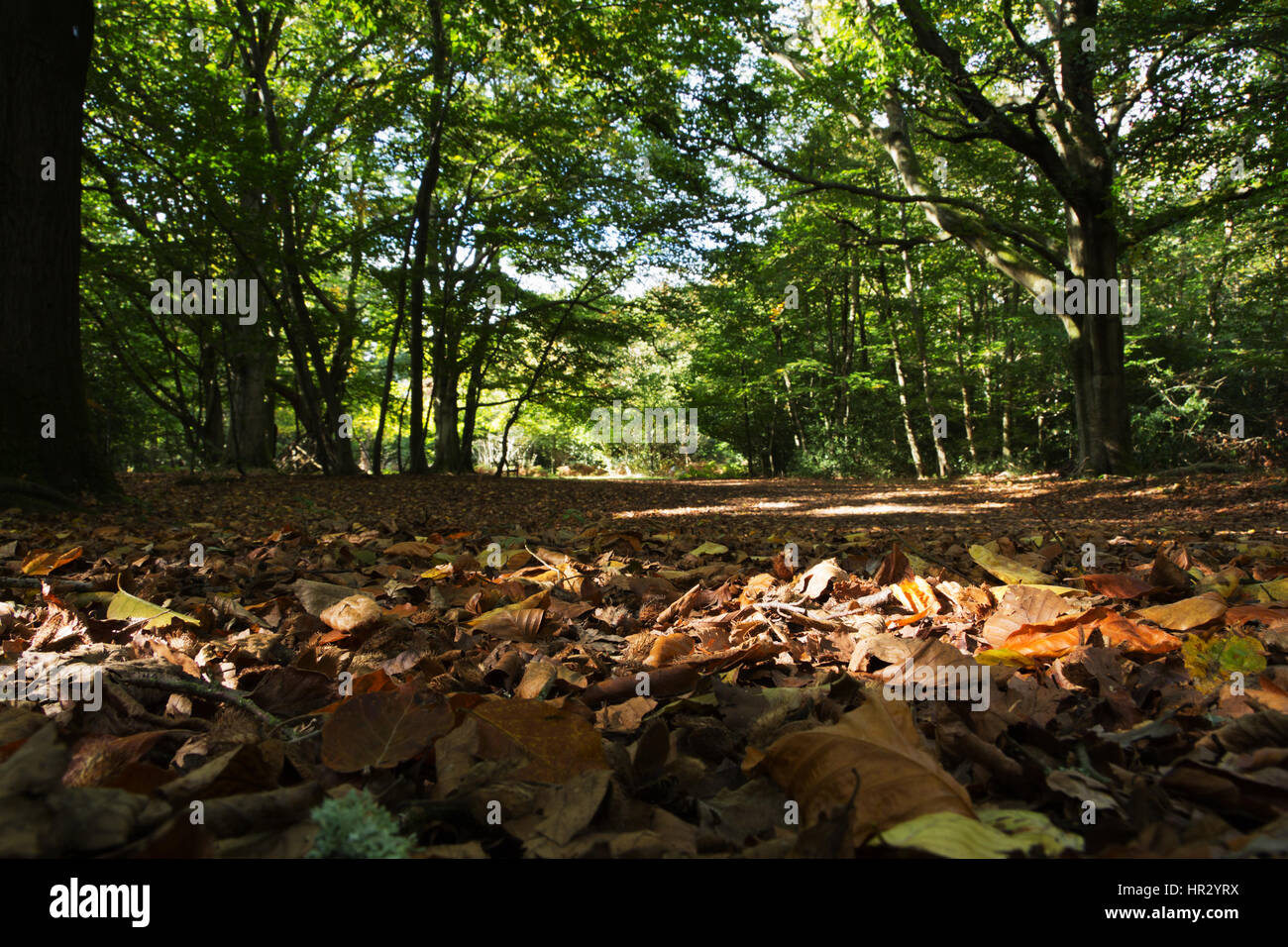English woodland scene at the start of autumn Stock Photo - Alamy