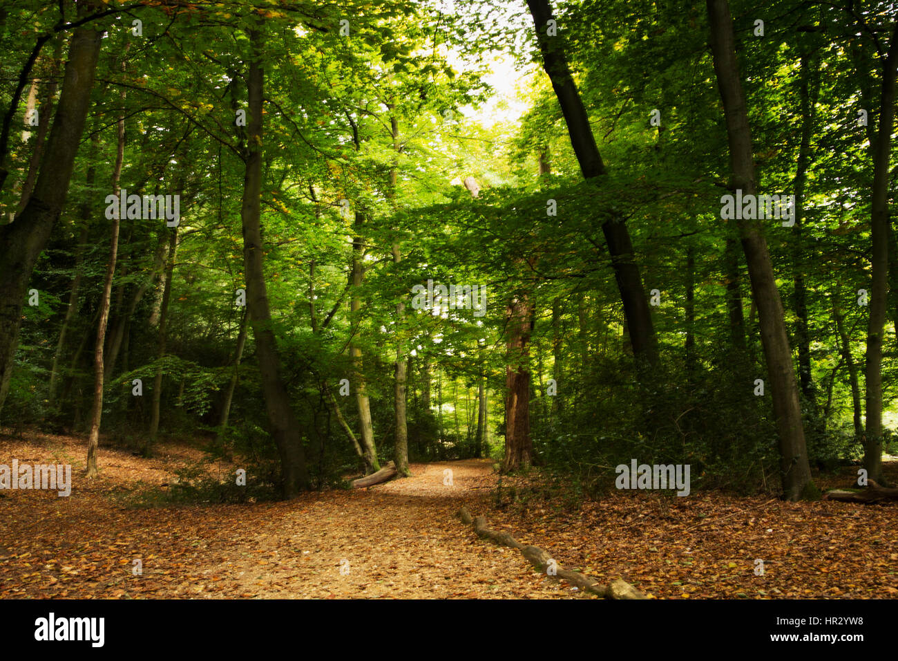 English woodland scene at the start of autumn Stock Photo - Alamy
