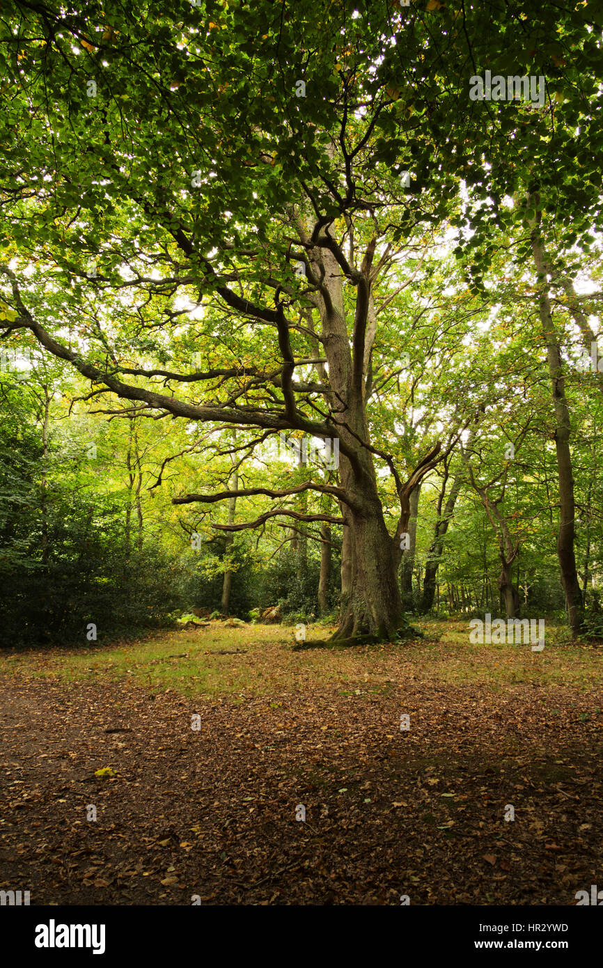 English woodland scene at the start of autumn Stock Photo - Alamy