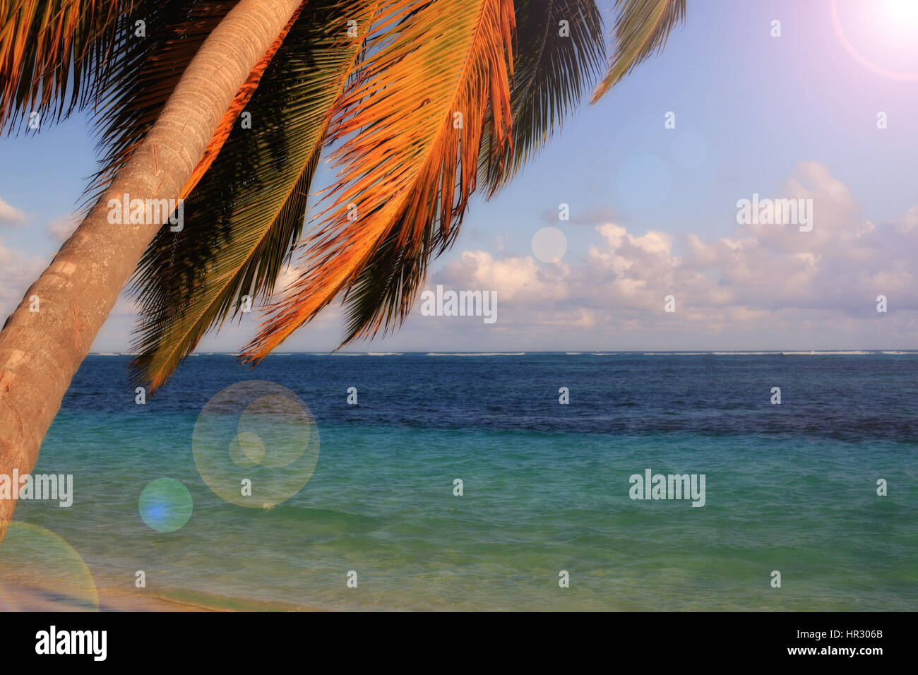 Palm tree on the ocean beach nature background Stock Photo - Alamy