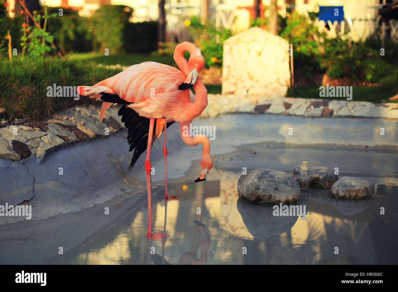 pink flamingo couple on a nature background Stock Photo - Alamy