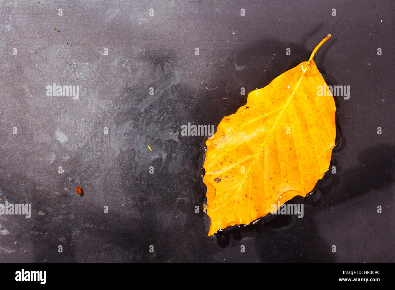 Bright colourful autumn leaf floating in water with ripples Stock Photo - Alamy