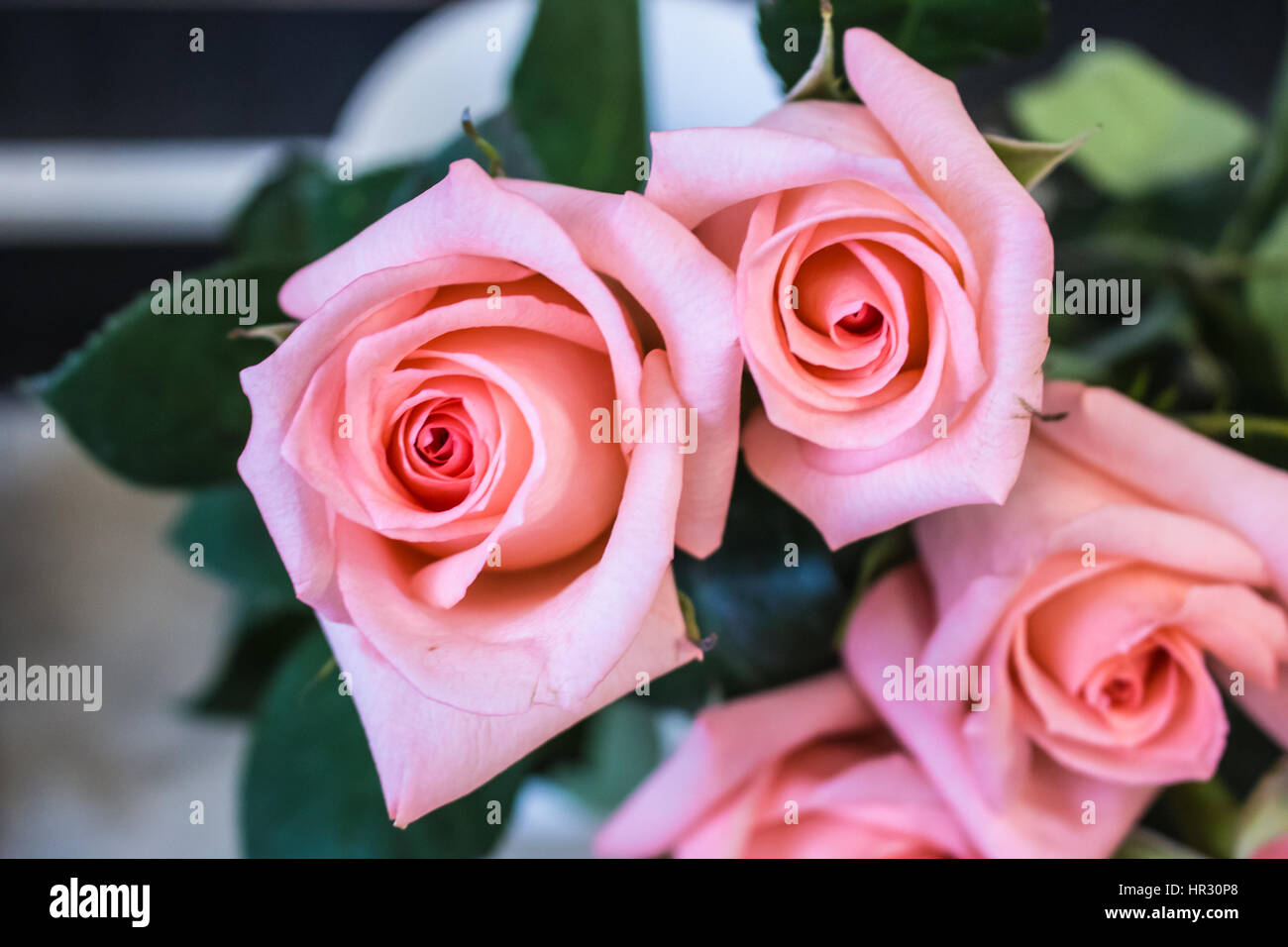 Bunch of unusual fresh big pink tea rose closeup magic Stock Photo - Alamy