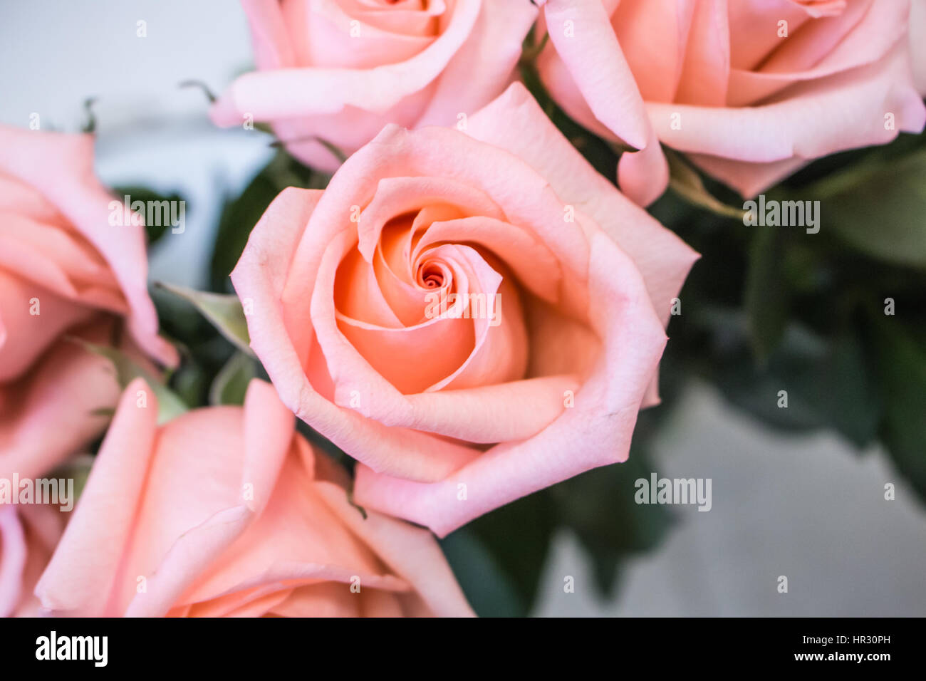Bunch of unusual fresh big pink tea rose closeup magic Stock Photo - Alamy