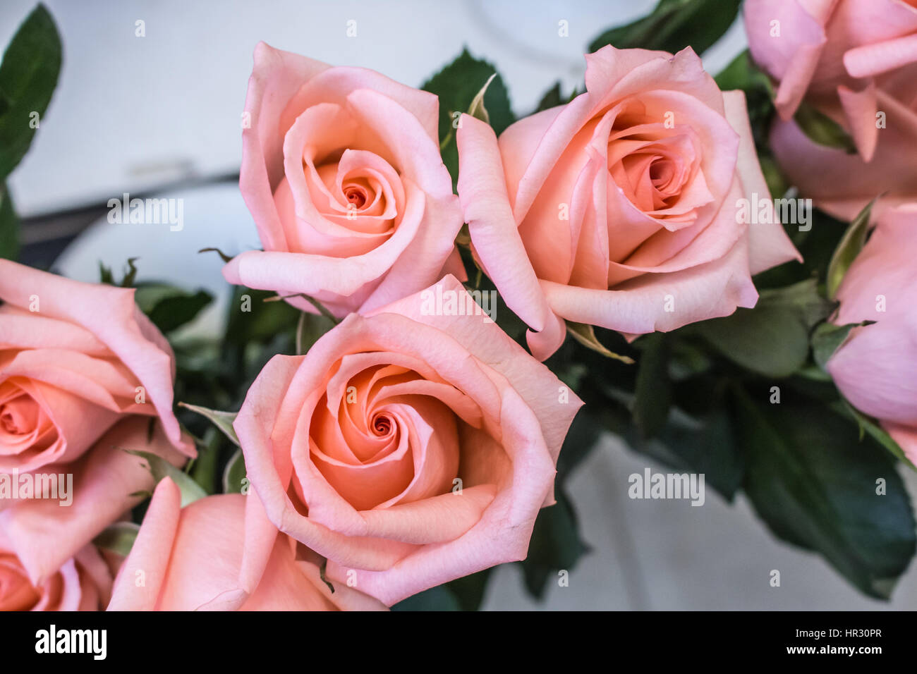 Bunch of unusual fresh big pink tea rose closeup magic Stock Photo - Alamy