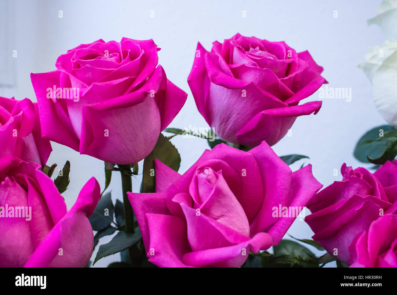 Bunch of unusual fresh big pink rose closeup magic Stock Photo - Alamy
