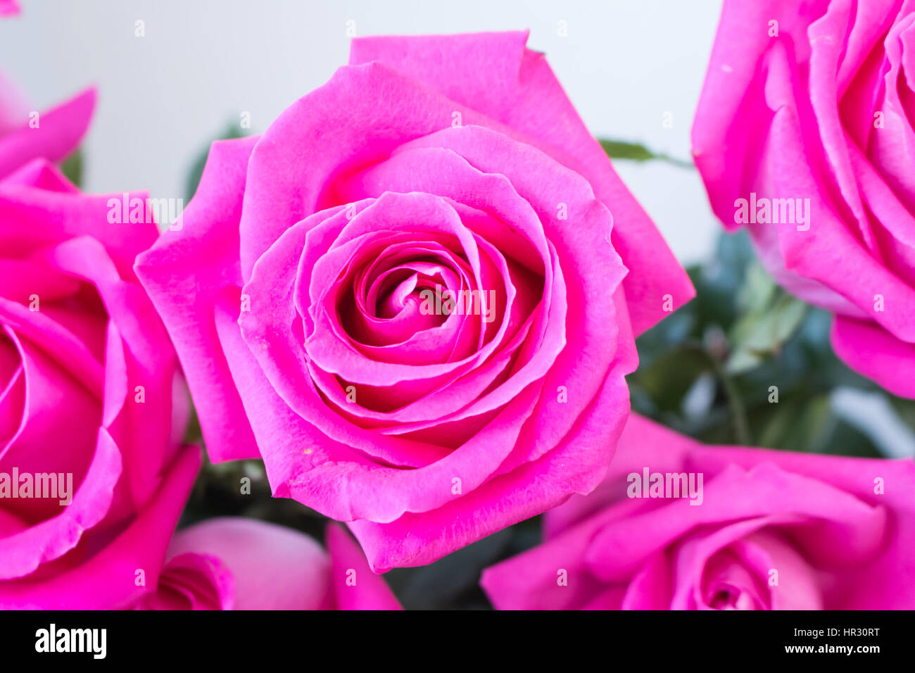 Bunch of unusual fresh big pink rose closeup magic Stock Photo - Alamy