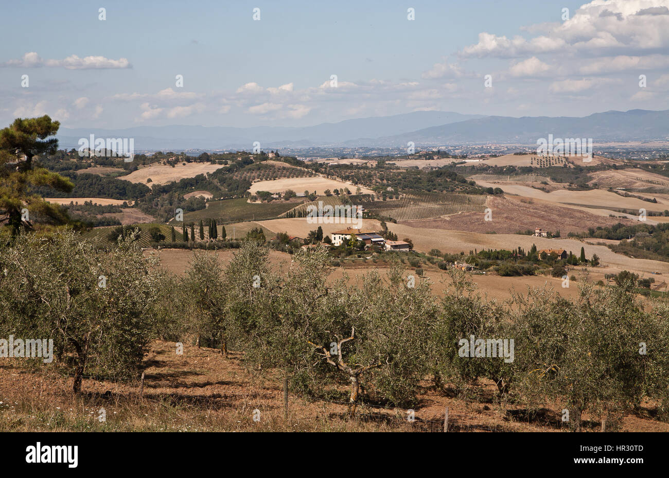 Tuscan landscape and cyprus trees hi-res stock photography and images ...
