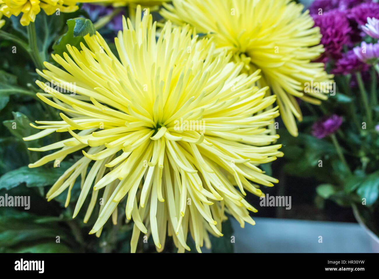 Fresh big yellow chrysanthemum closeup magic background Stock Photo - Alamy