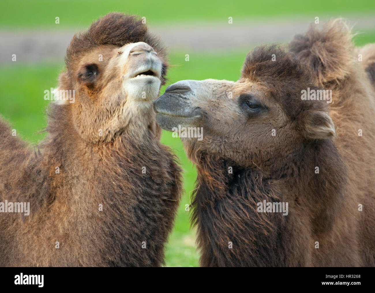 Bactarian Camels Camelus bactrianus adult and young Stock Photo - Alamy