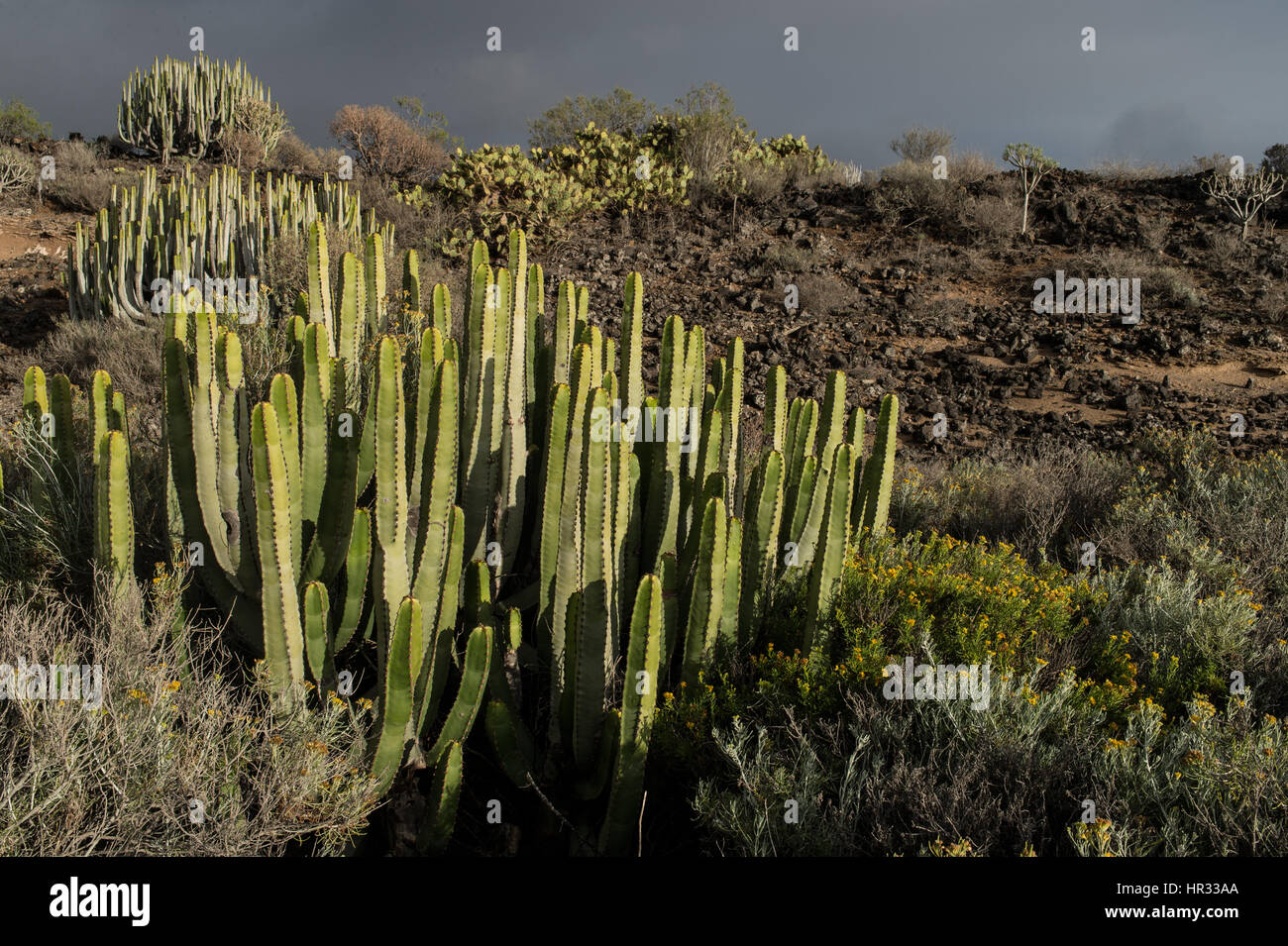 Canarie Spurge, Euphorbia canariensis, Euphorbiaceae, Tenerife South ...