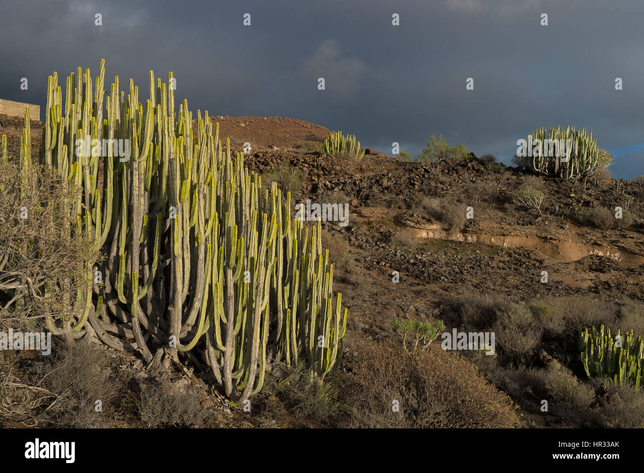 Canarie Spurge, Euphorbia canariensis, Euphorbiaceae, Tenerife South ...