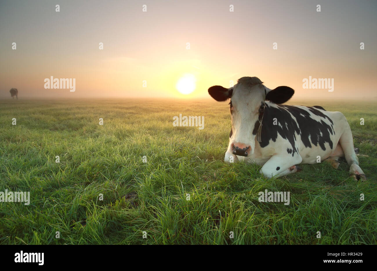 Relaxed cow hi-res stock photography and images - Alamy