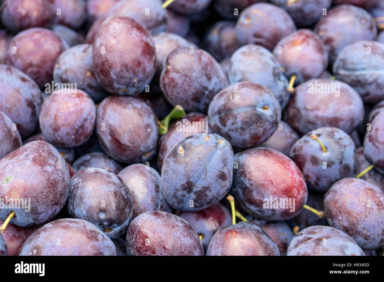 fresh, ripe plums Stock Photo - Alamy